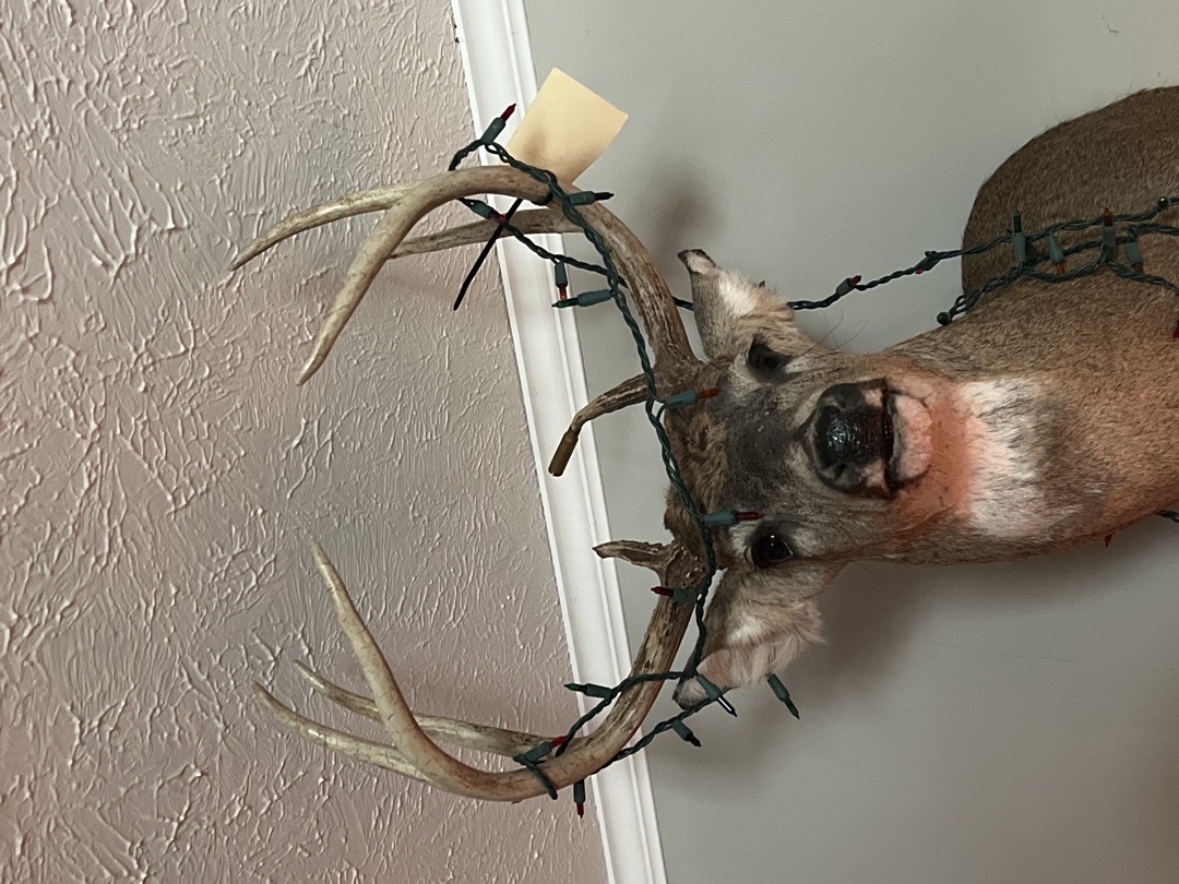 rackline.ai | Whitetail Scoring App - AI Buck Scoring & Age Estimates