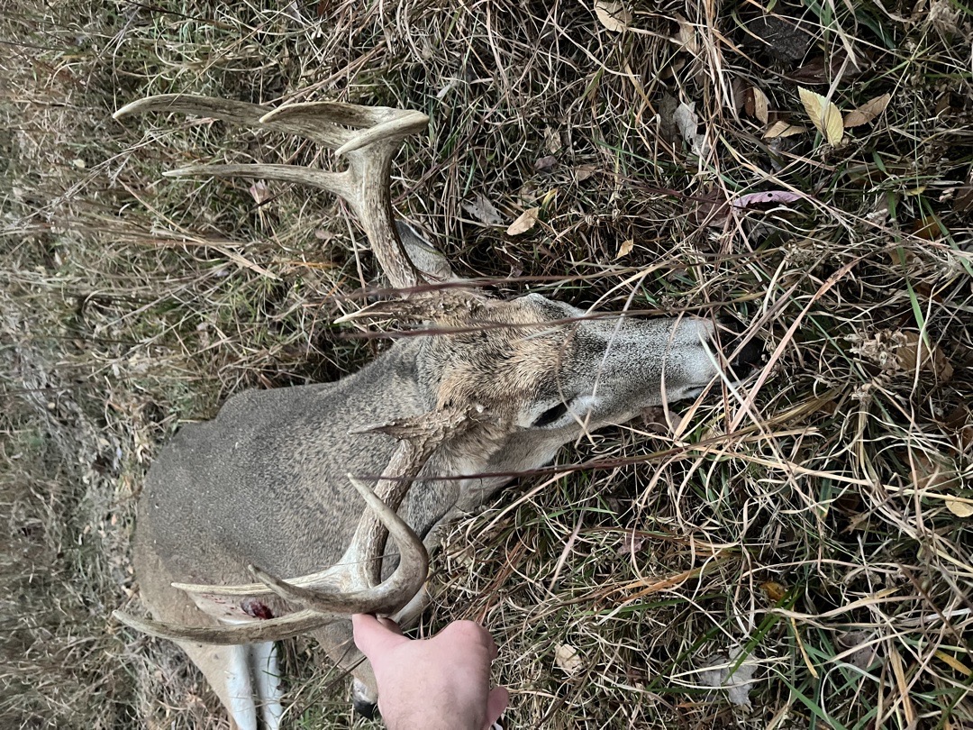 rackline.ai | Whitetail Scoring App - AI Buck Scoring & Age Estimates