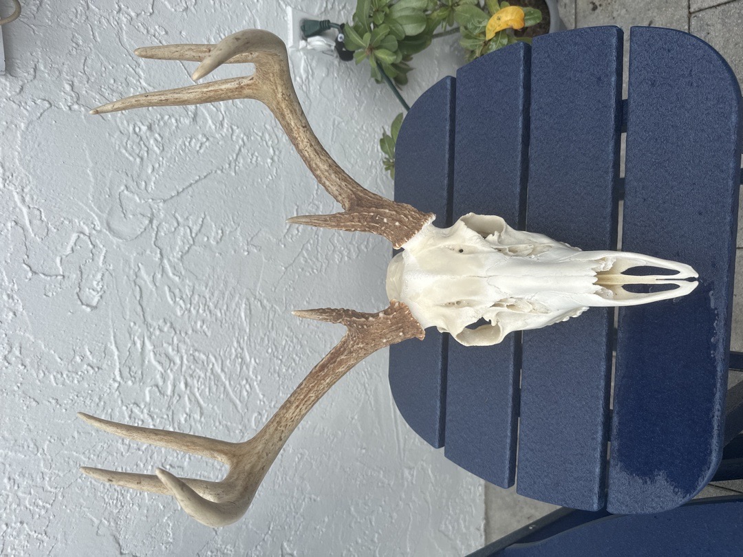 rackline.ai | Whitetail Scoring App - AI Buck Scoring & Age Estimates