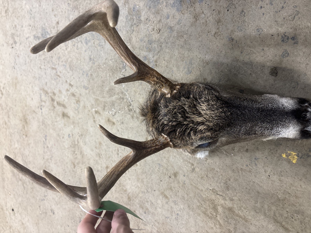 rackline.ai | Whitetail Scoring App - AI Buck Scoring & Age Estimates