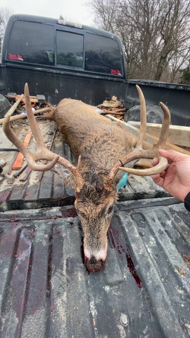 rackline.ai | Whitetail Scoring App - AI Buck Scoring & Age Estimates