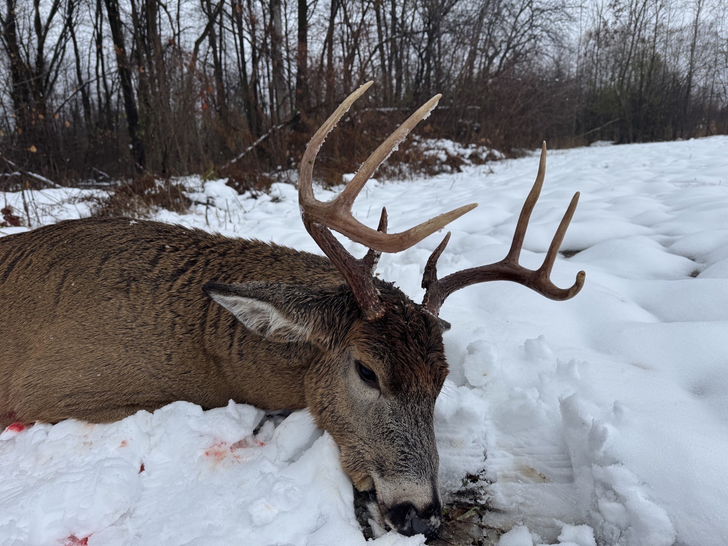 rackline.ai | Whitetail Scoring App - AI Buck Scoring & Age Estimates