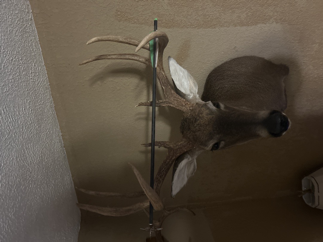 rackline.ai | Whitetail Scoring App - AI Buck Scoring & Age Estimates