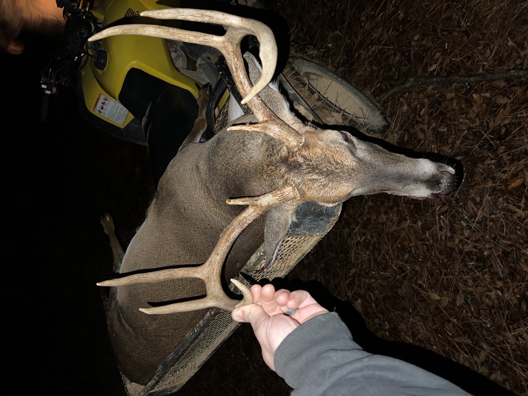 rackline.ai | Whitetail Scoring App - AI Buck Scoring & Age Estimates