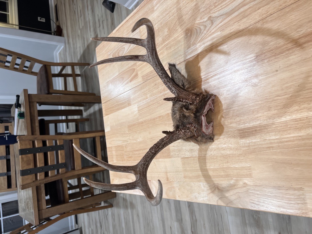 rackline.ai | Whitetail Scoring App - AI Buck Scoring & Age Estimates